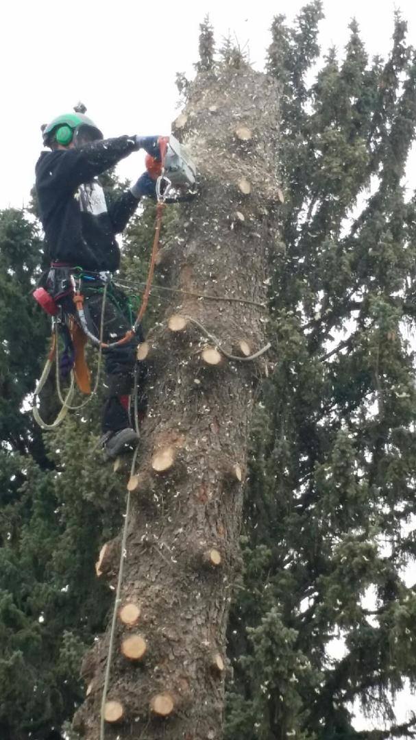 Lethbridge Tree Removal - Second Nature Tree Care - Lethbridge Arborist